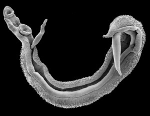 Snoep verstandig, eet een worm » Mare Online