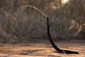 Cobragif - Samen slapen » Mare Online